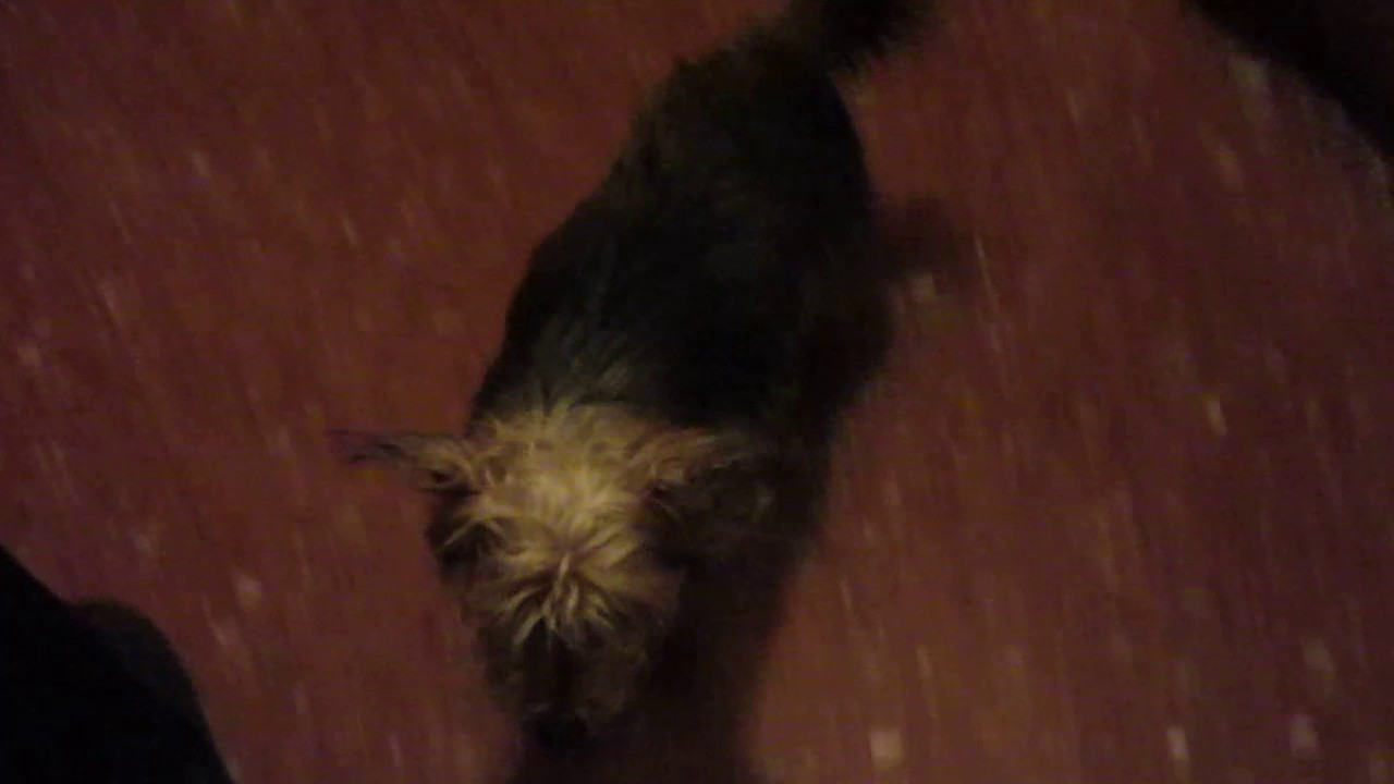 Gulliver cat test 3 - YouTube