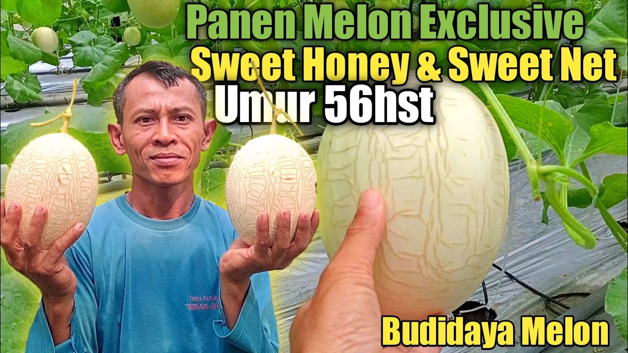 Panen Melon Exclusive|Sweet Honey Dan Sweet Net - YouTube