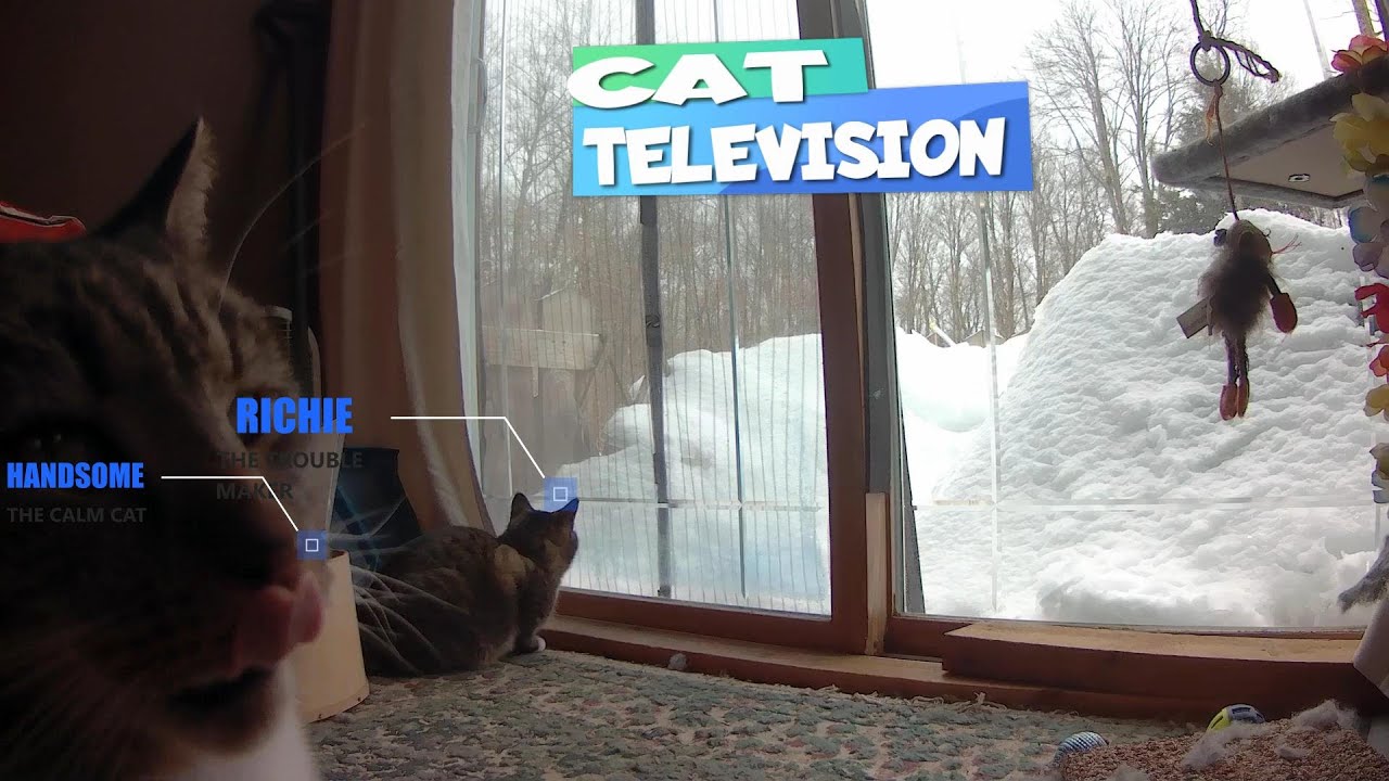 Cat TV - YouTube