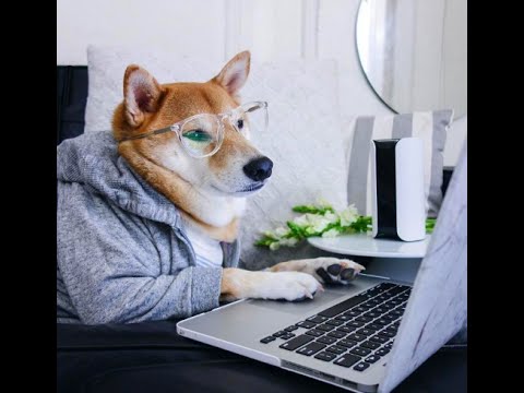 Çılgın Köpek Bodhi