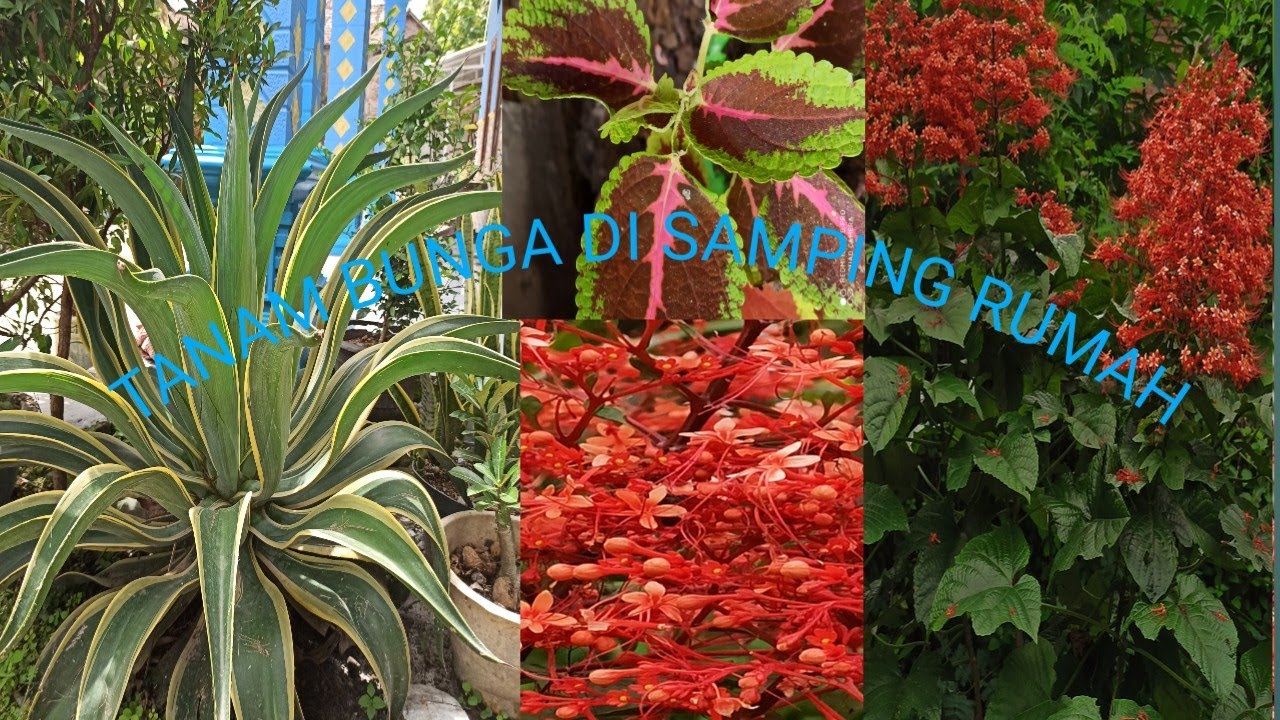 Tanam bunga di samping rumah - YouTube