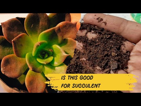 some key points about succulent for beginners #garden - YouTube