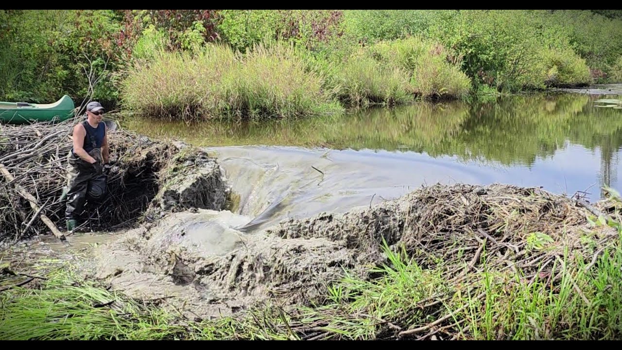 Beaver Dam Removal. Big Collapse! Richer # 3 - YouTube