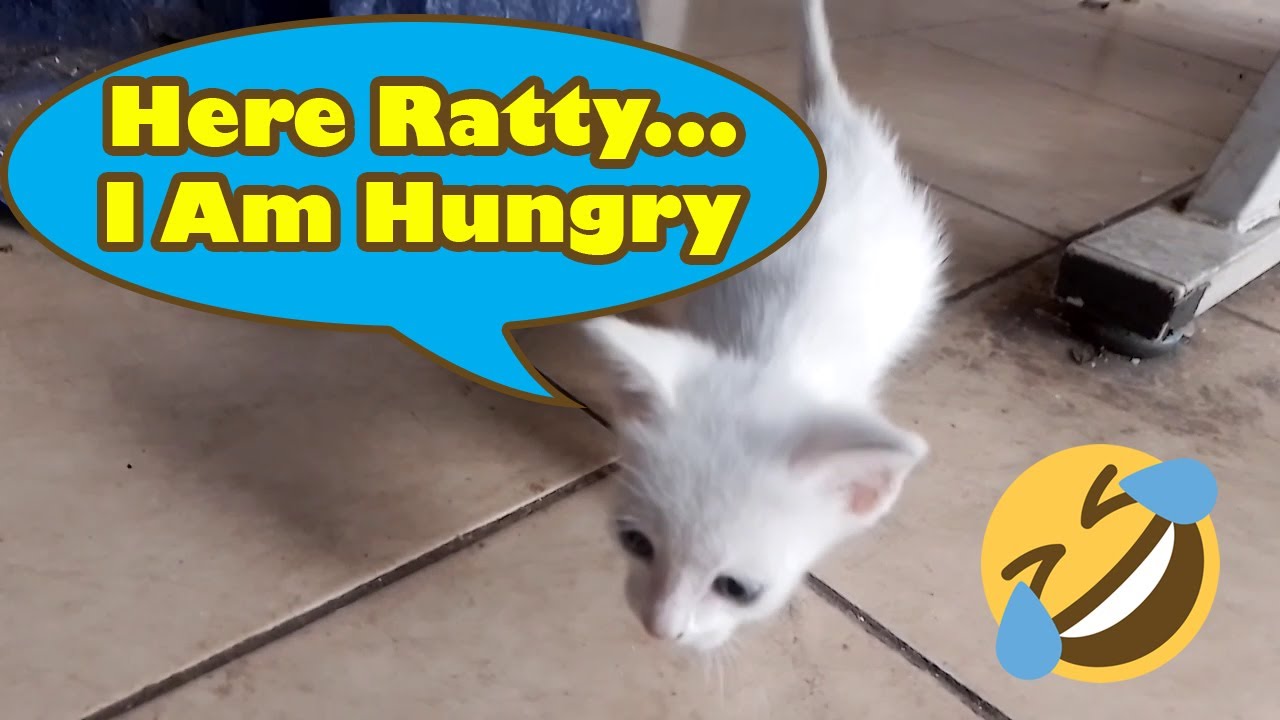 Funny Playful Kitten Never Failed Us To Fail II CUTE CATS ASMR LOL ...