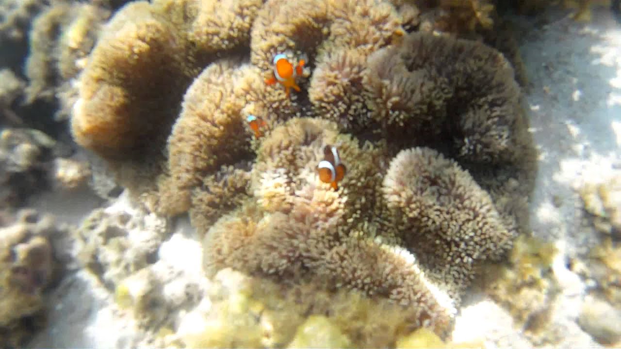 first nemo fish family - YouTube