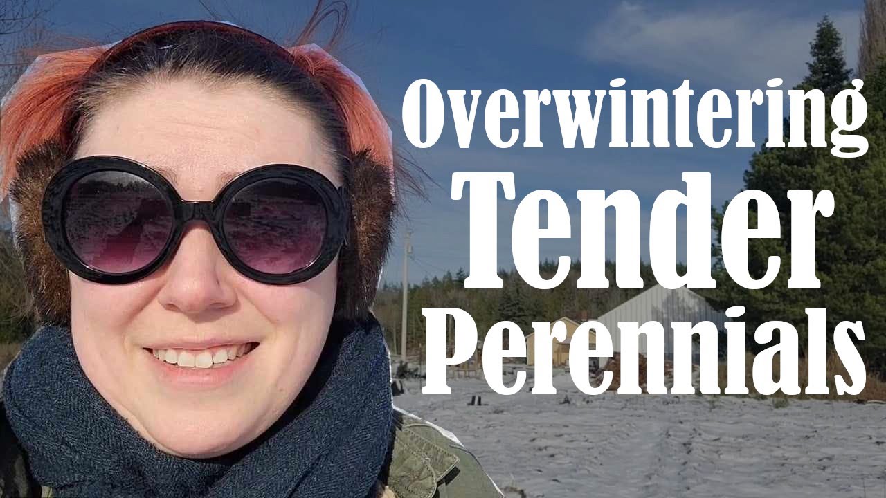 What is a Tender Perennial? (A Definitive Gardener’s Guide ...
