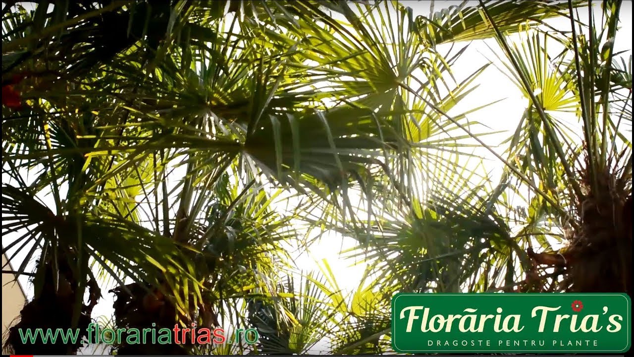 Floraria Trias - Prezentare generala - YouTube