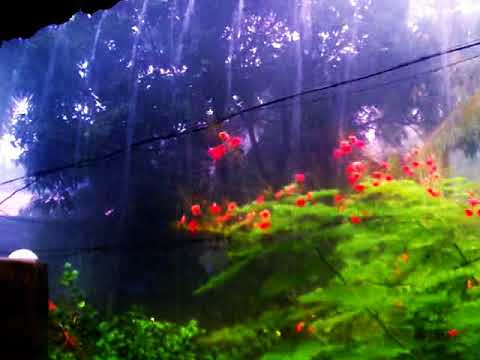 Mazha Rain in Kerala (Gods own Country ) India .Kerala mansoon Village ...