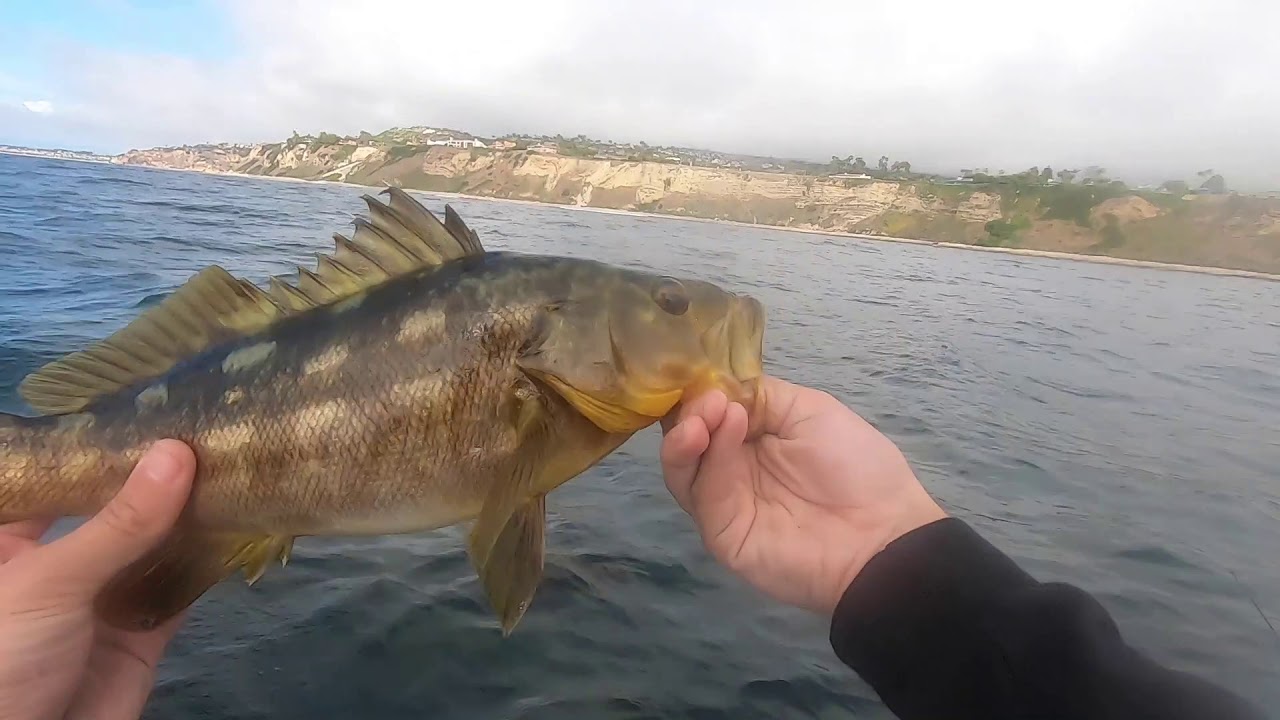 Saltwater Calico