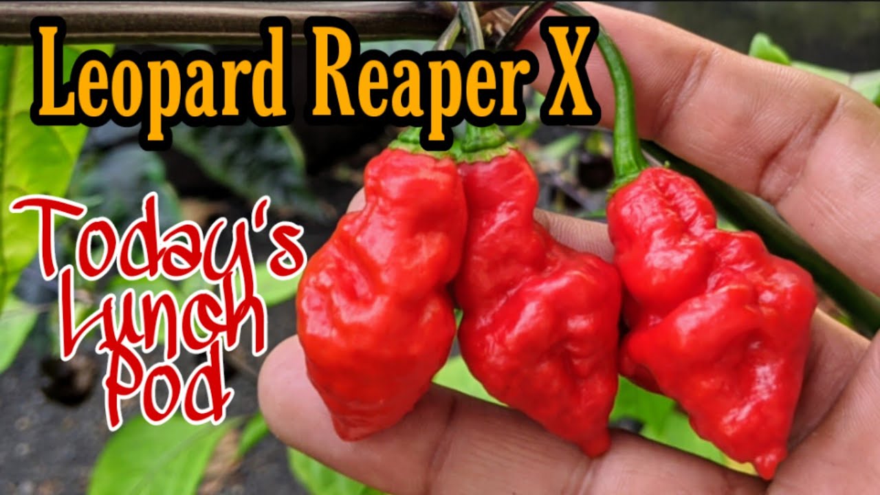 Leopard Reaper X pepper - YouTube