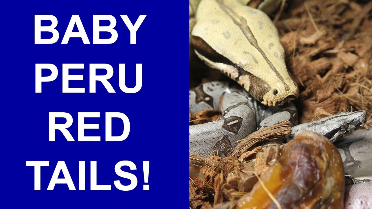 New Peruvian Redtail Boa Litter Born at Brian Boas! - YouTube