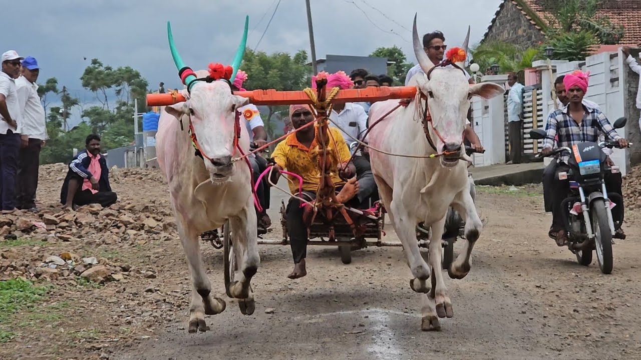 जनरल बैल🐂गाडी शर्यत वाळकी 2025 // bailgadi🐂shariyat walki 2025 # ...