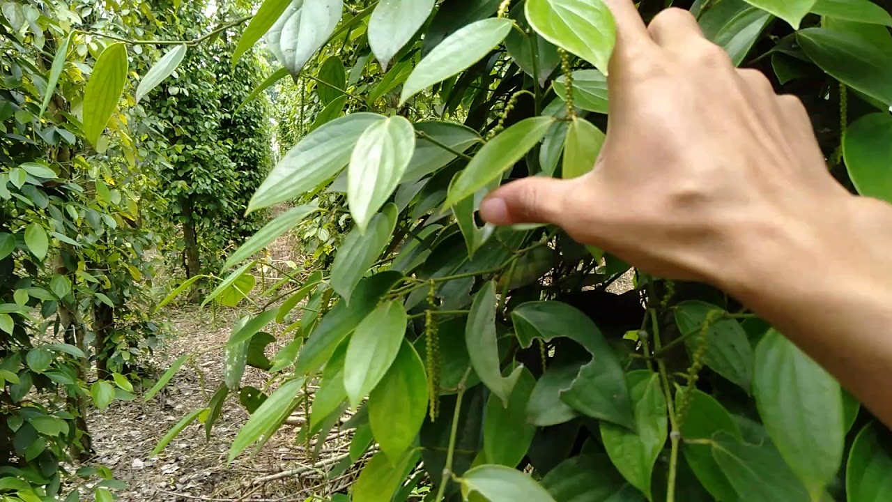 Mantap.!! Kebun lada, bapak Suryo Lampung timur,.. - YouTube