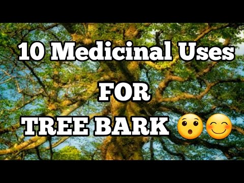 10 MEDICINAL USES FOR TREE BARK - YouTube