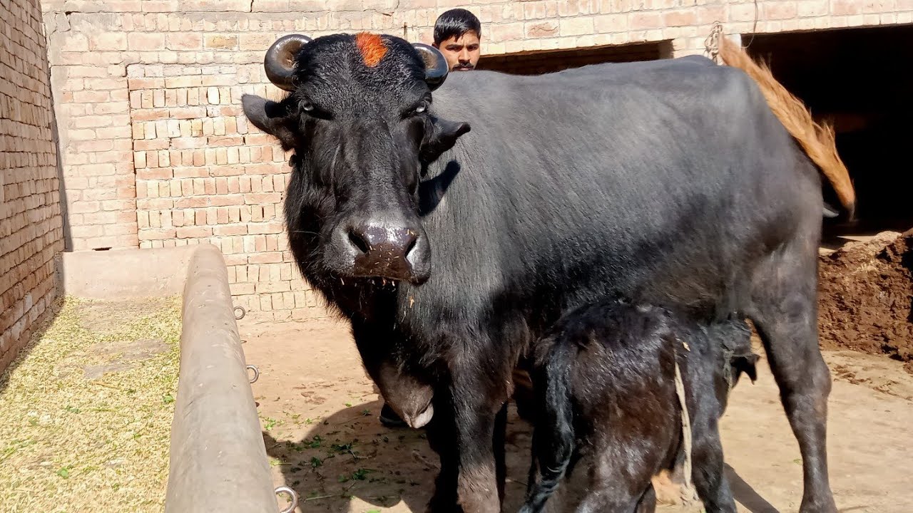 Beautiful Neeli Pure Buffalo For Sale 03456414876 14 January 2023 - YouTube