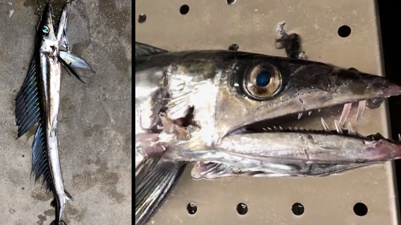 Cannibal Fish Usually Found 6000 Feet Down Scares Beachgoers - YouTube