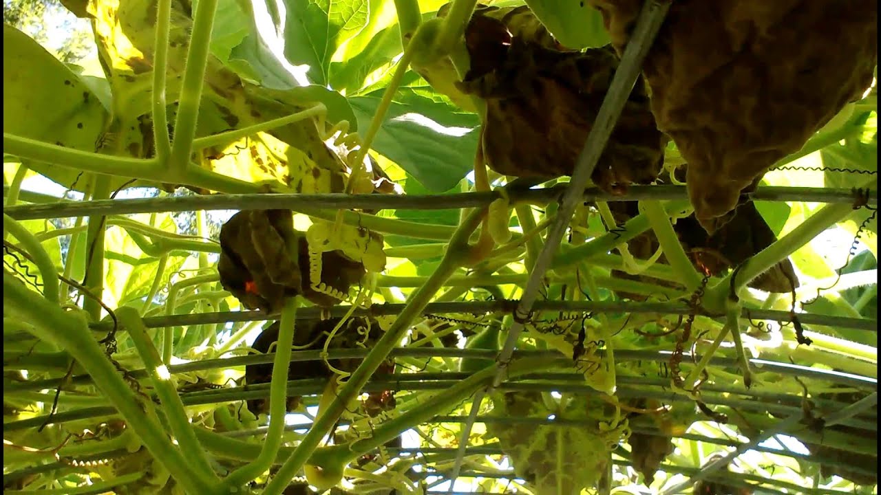 Growing gourds on a trellis 2nd update - YouTube