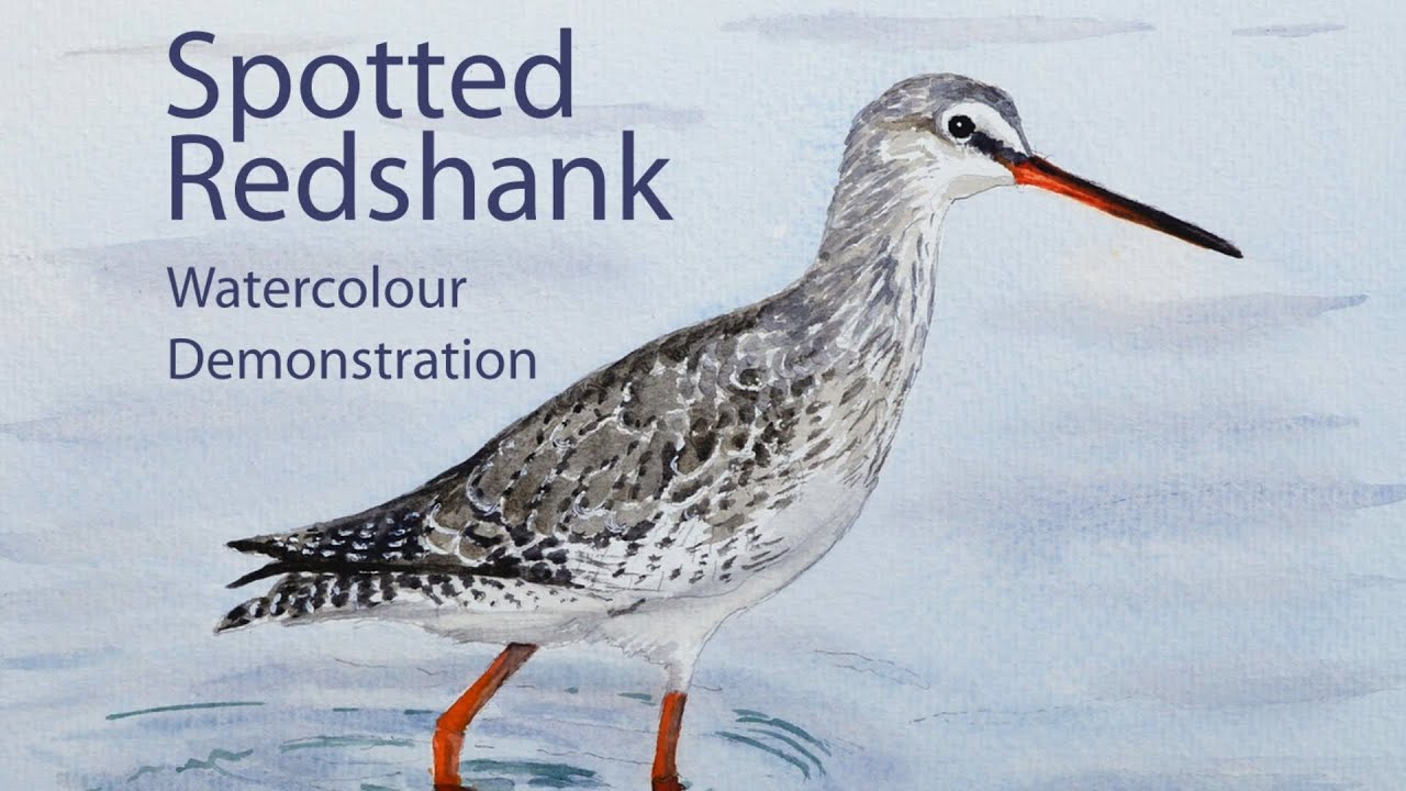 How to paint a Spotted Redshank - Watercolour painting demonstration ...