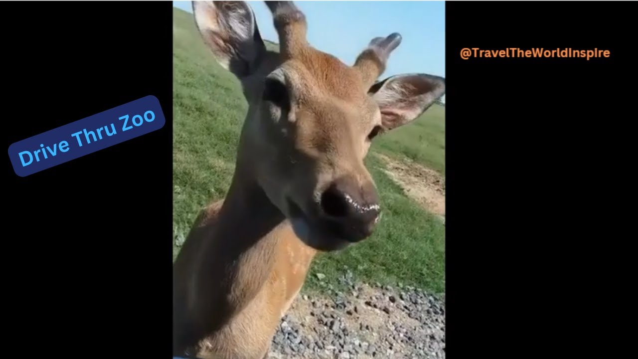 Drive Thru Zoo Alamo TN - YouTube