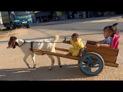 CUTIS took goat ran away to pick up Yen Nhi and be punished