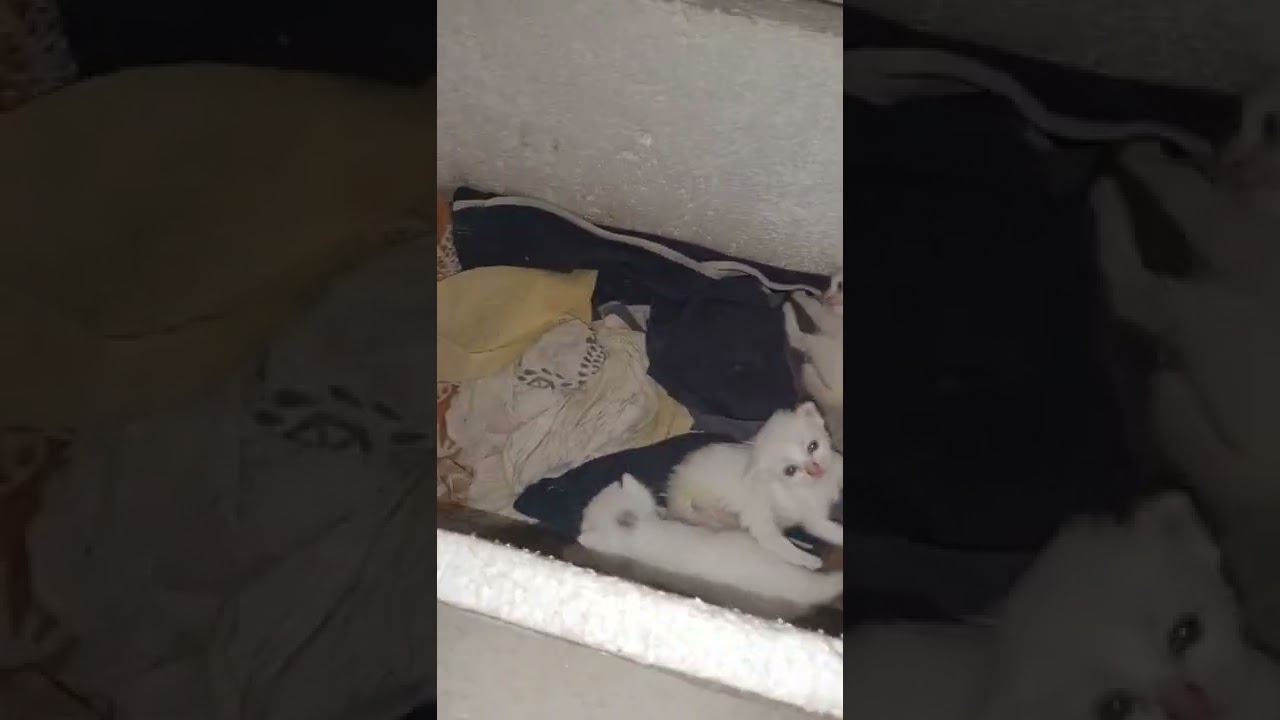 Chin, Chan, Chon - YouTube