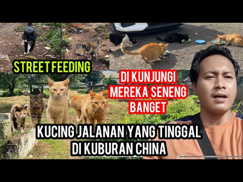 Kucing Jalanan Yang Hidup Di Kuburan China Kaya Gini Kondisinya‼️