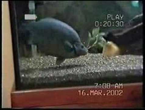 killer fish sooty grunter -SOOTY. - YouTube