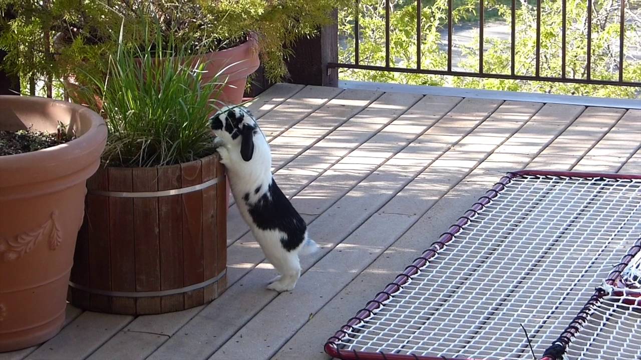 Bunny stretch 1 - YouTube