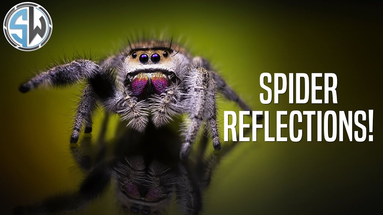 Macro Photography Reflections! - YouTube