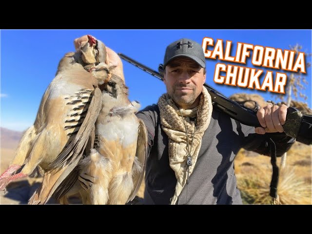 Chukar Hunting California