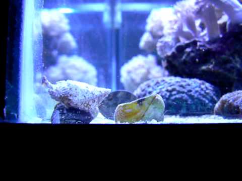 Young Cuttlefish Walking - YouTube