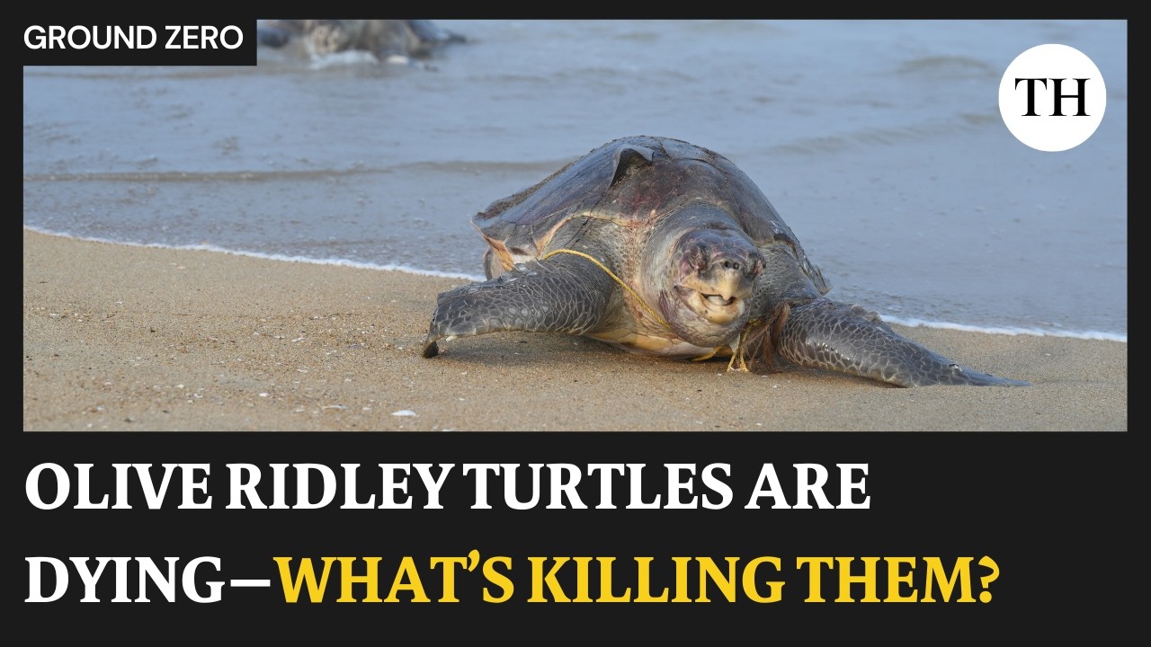 Ground Zero | Olive Ridley turtles are dying—what’s killing them? - YouTube