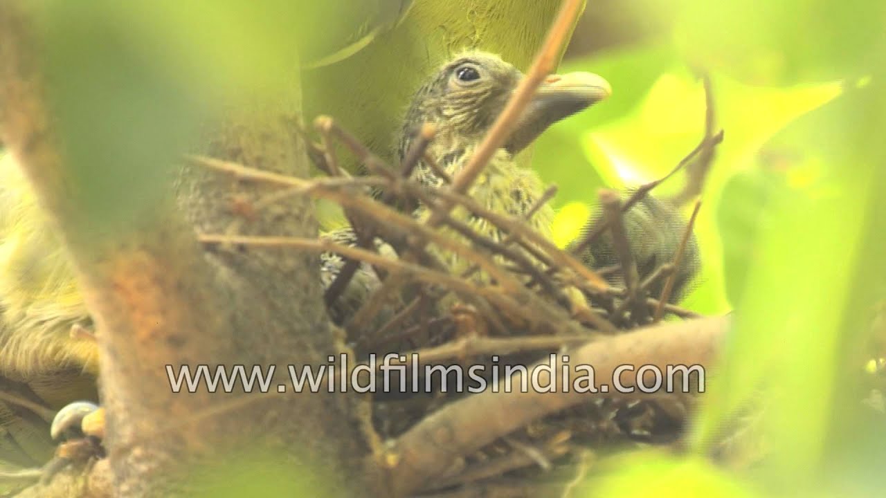 New born Green pigeon chick looks like a Dodo - YouTube