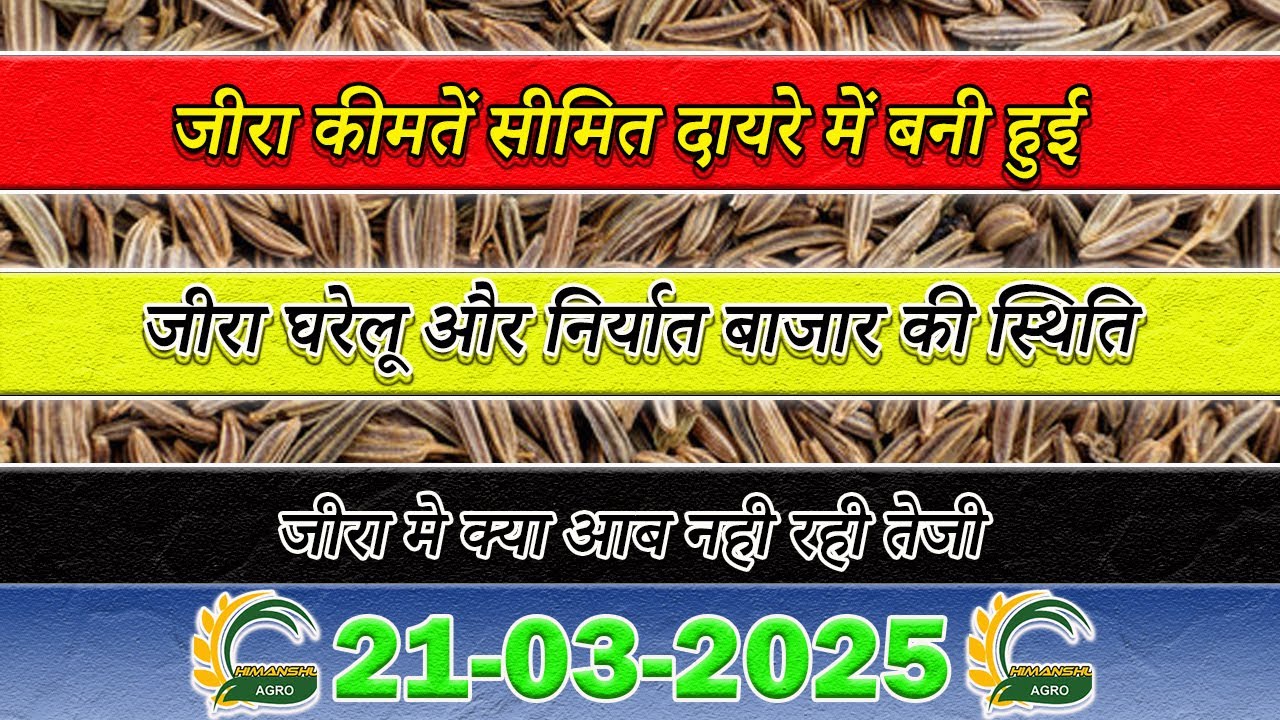 jeera price today | jeera price per kg | cumin seeds jeera - YouTube