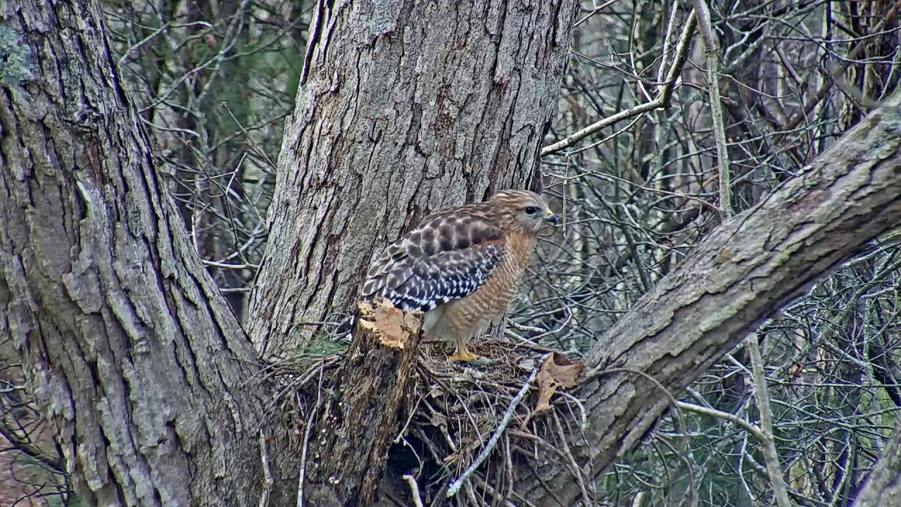 Red Shouldered hawk nest building - YouTube