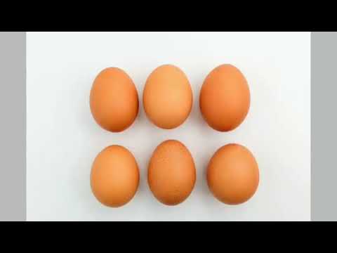 Apa itu telur infertil ??? - YouTube