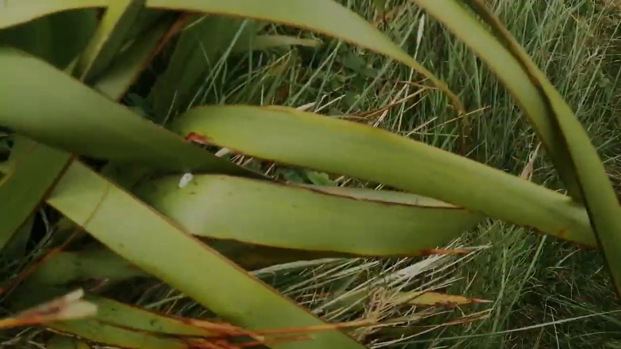 Mellobiotico - Hugh Doolan - YouTube