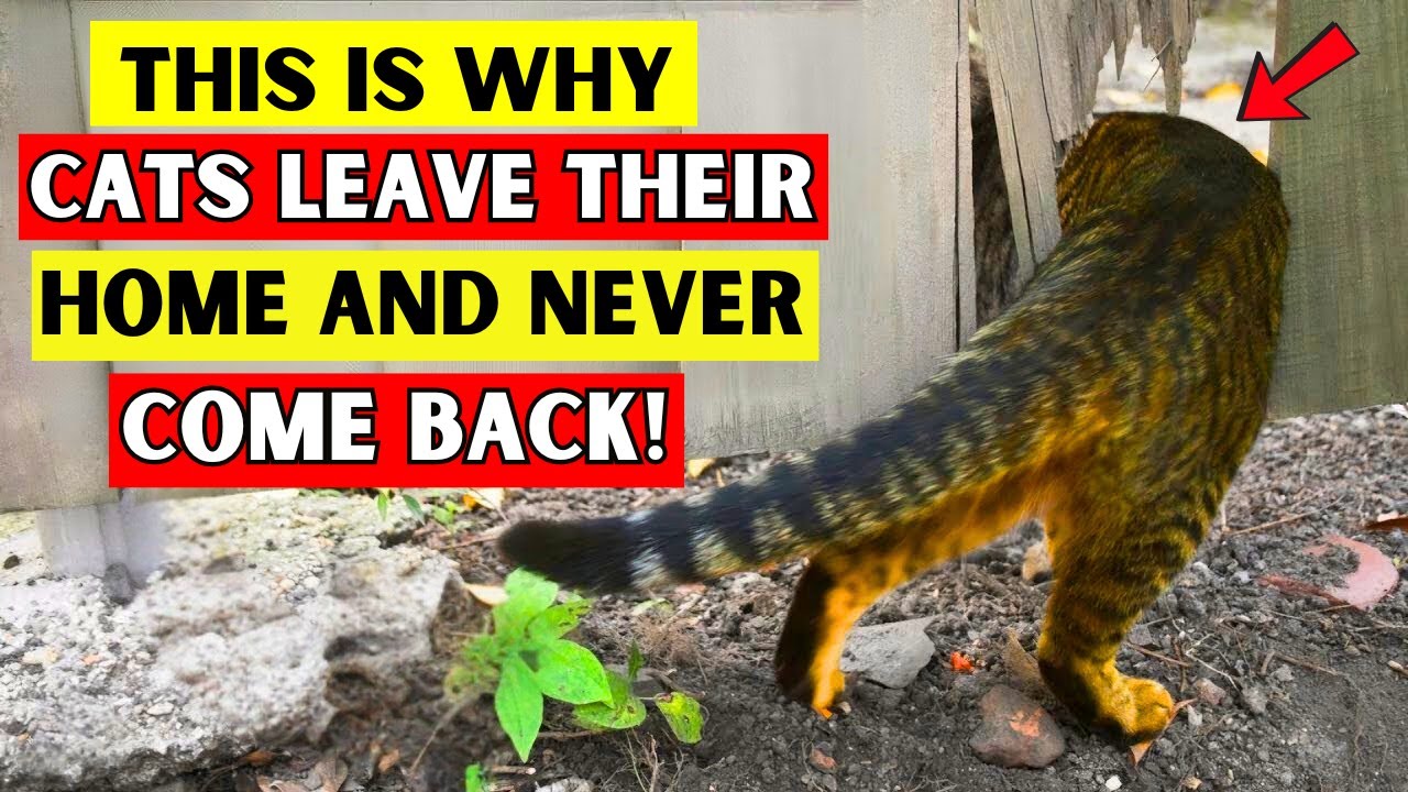 Why Cats Leave and Never Come Back? 8 REASONS and How to avoid them ...