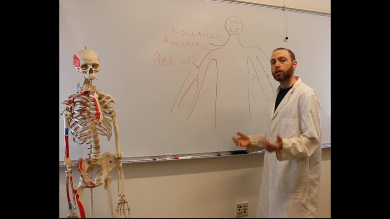 Anatomy Memory Tips and Tricks Episode 3 - Blood Vessels - YouTube