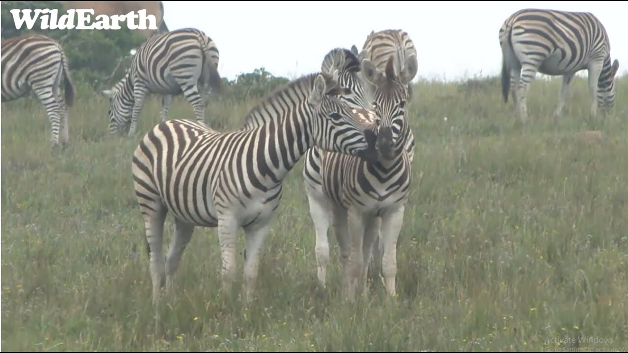 Zebras Play and Bond - YouTube