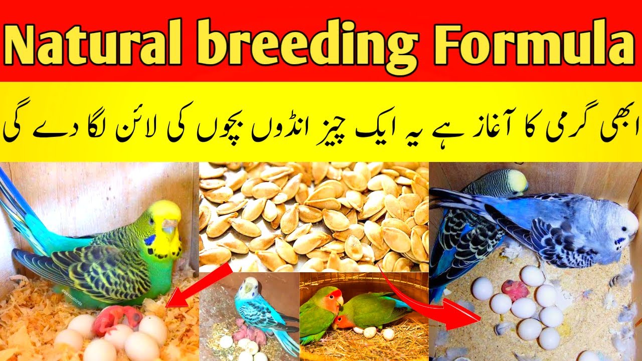 Best breeding formula for all birds in summer | budgies parrots natural ...