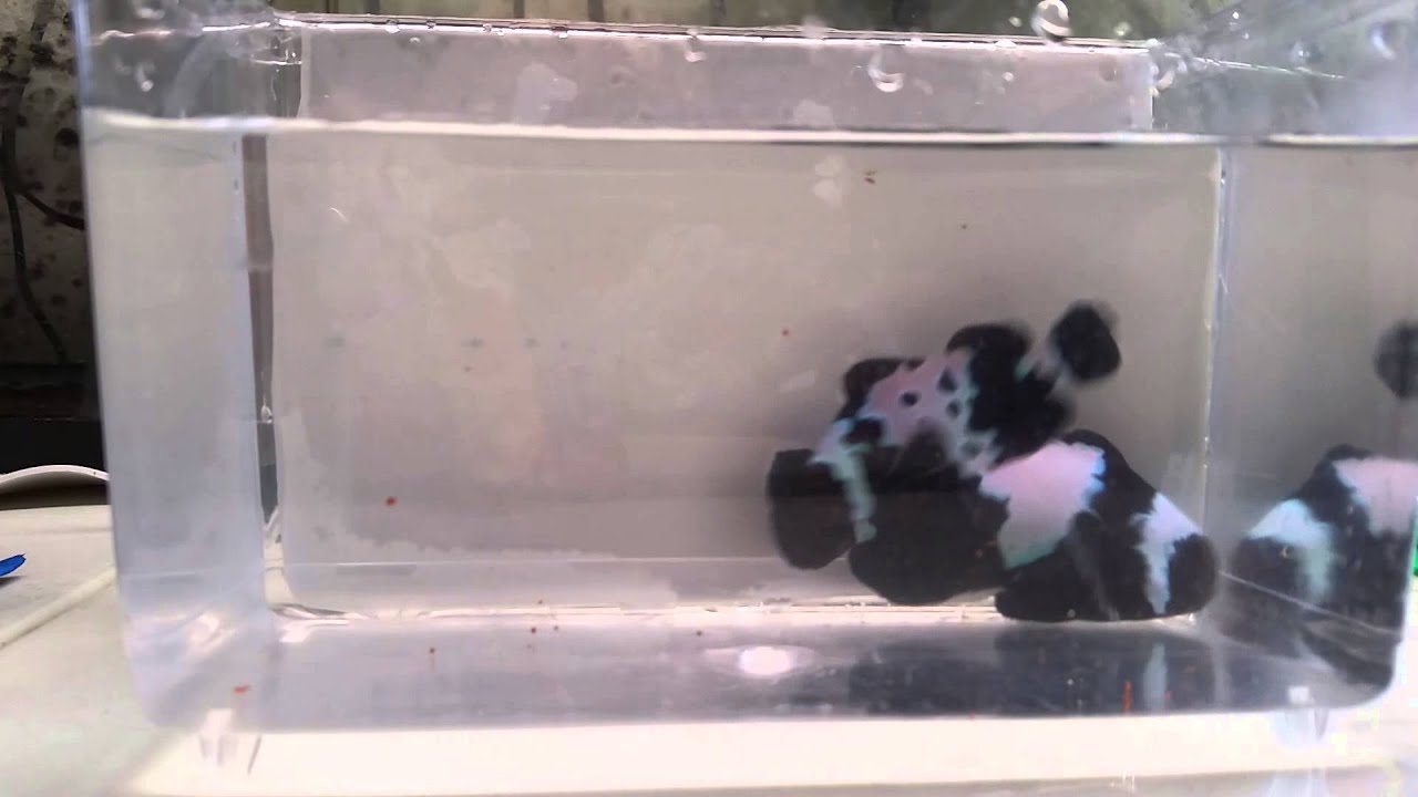 Extreme Phantom Breeder size Pair - YouTube