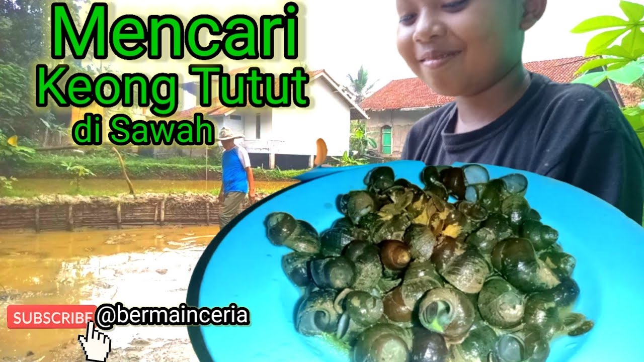 MENCARI KEONG/TUTUT DI SAWAH‼️DI MAKAN RAME RAME - YouTube