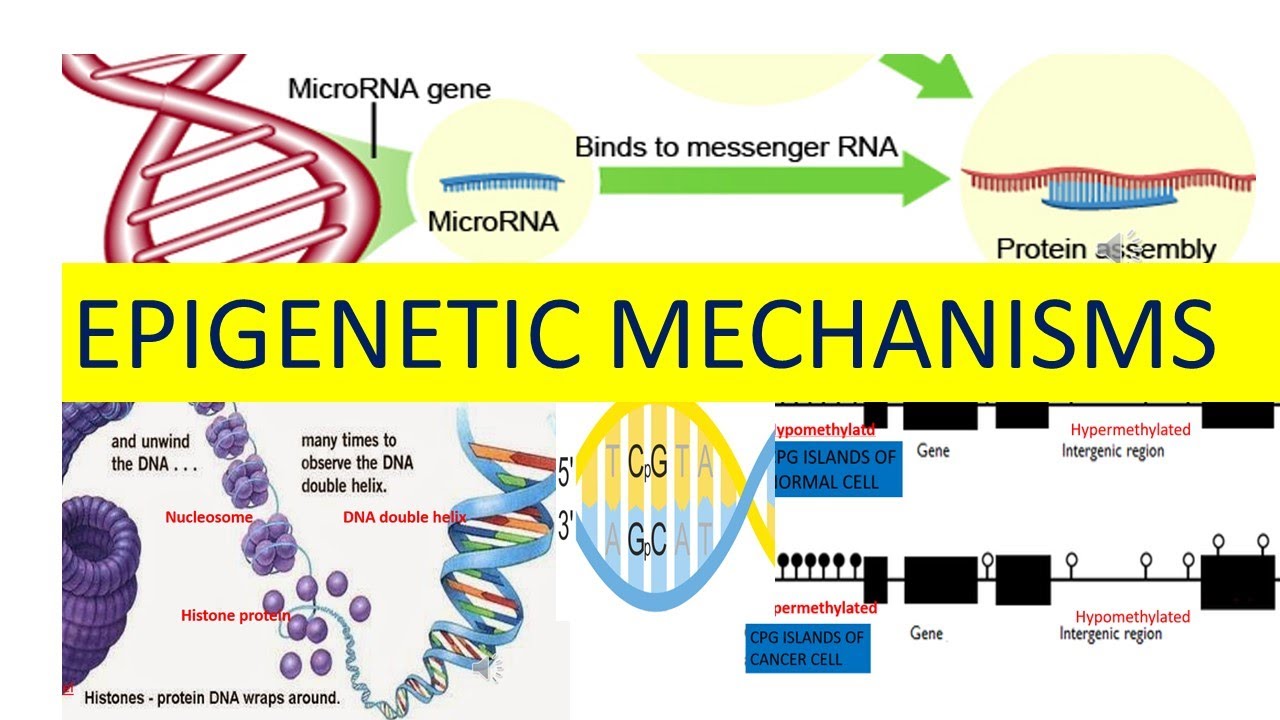 The Epigenetic Revolution: Uncovering the Mechanisms Behind Gene ...