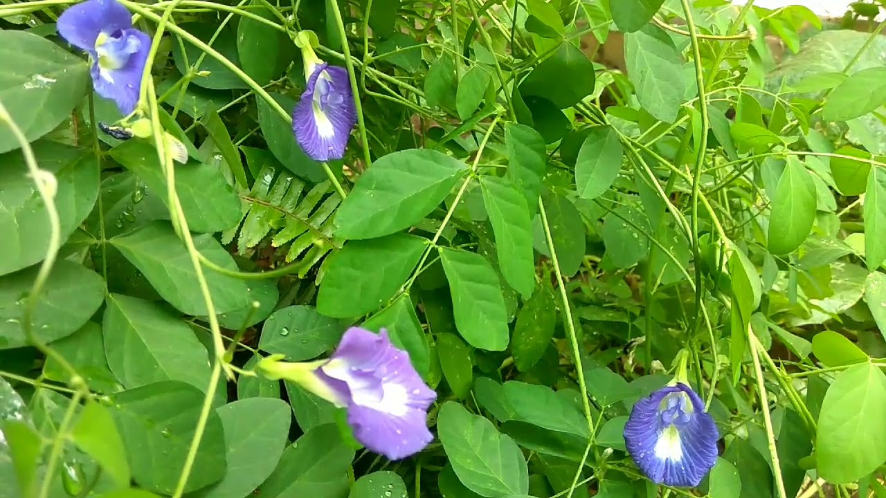 How to grow and care Aprajita (Shankpushpi) plant - Mita Bishnoi Garden ...