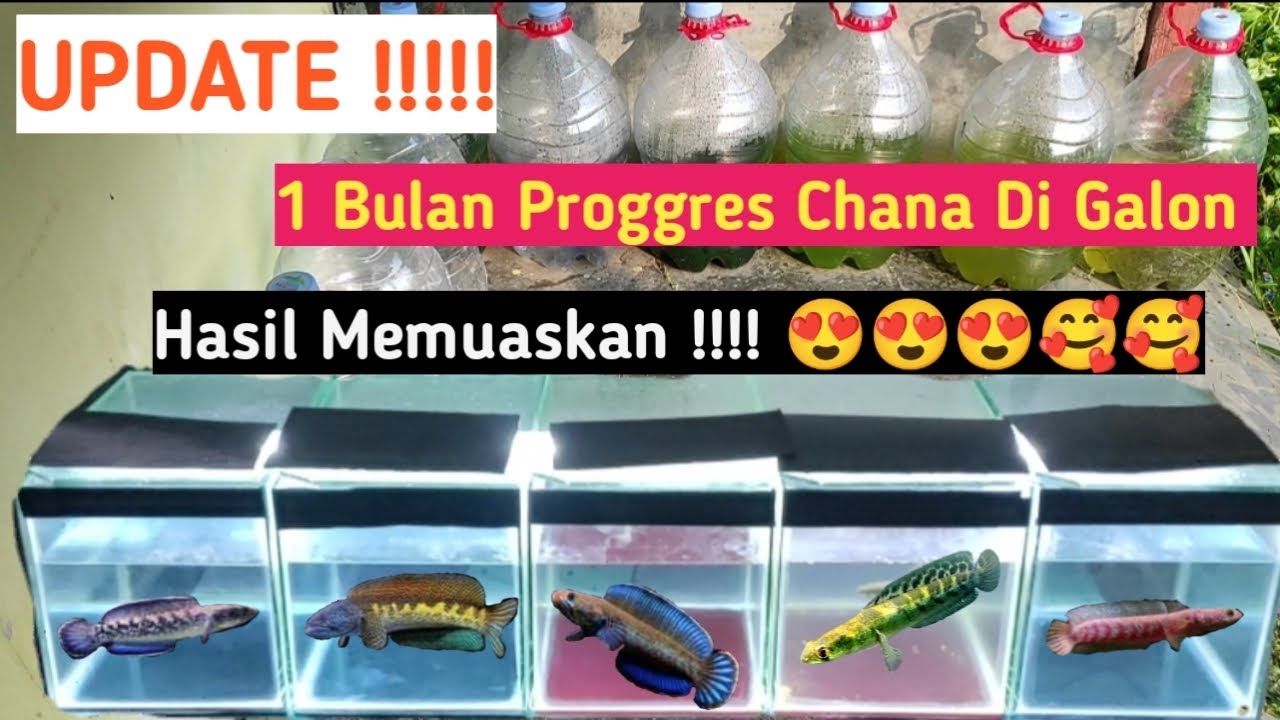 Update 1bulan !!! _ Angkat Chana Kontes Progres Di Galon !! - YouTube
