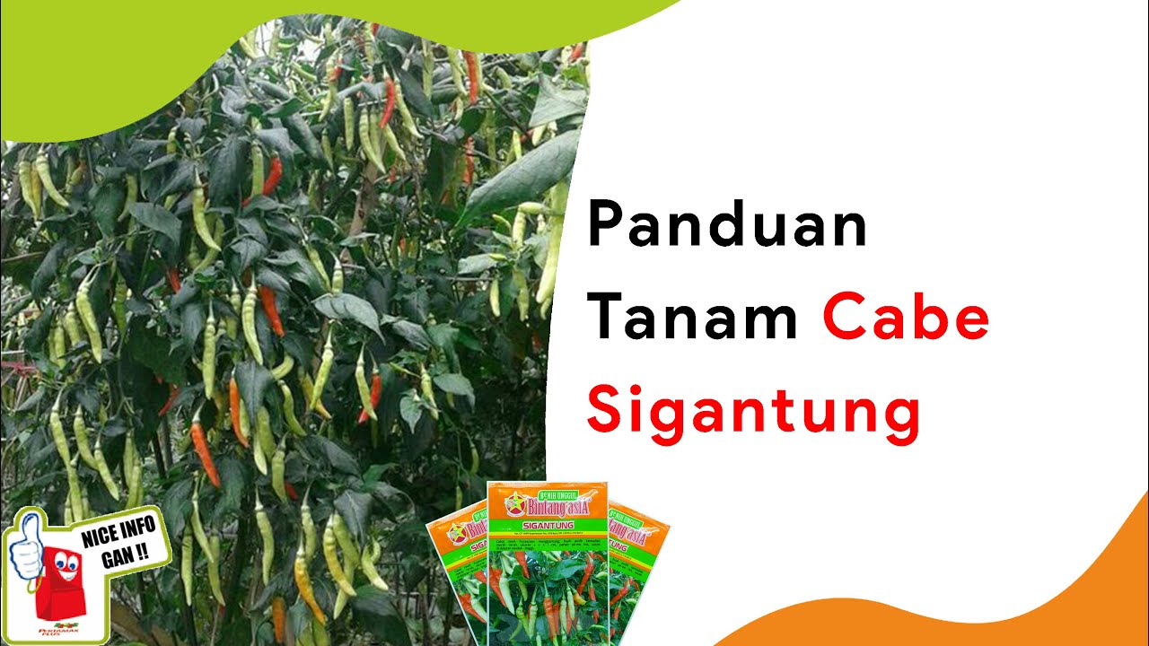 Cara Tanam Cabe Sigantung, Sesuai Saran Bintang Asia - YouTube