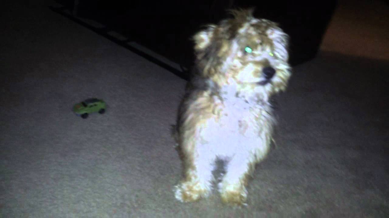 Cute yorkie poo mad - YouTube