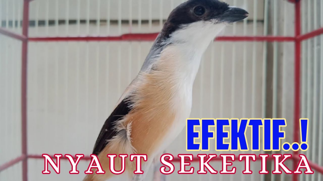 Suara Pancingan Cendet.SANGAT EFEKTIF & MUDAH NYAUT,BUAT CENDET MANAPUN ...