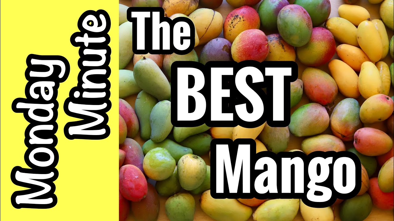 Monday Minute- Is there a BEST Mango??? - YouTube